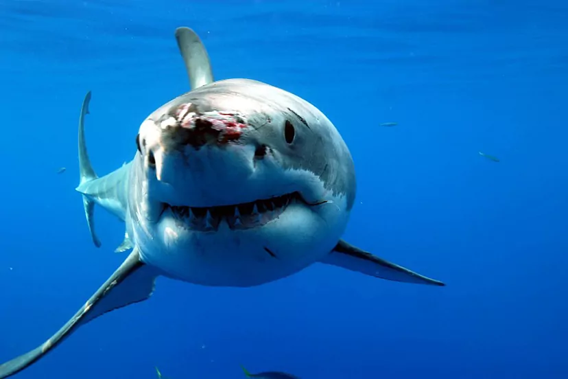 Tiburón Mutualista Voluntariado Con Tiburones Mako | Proyectos